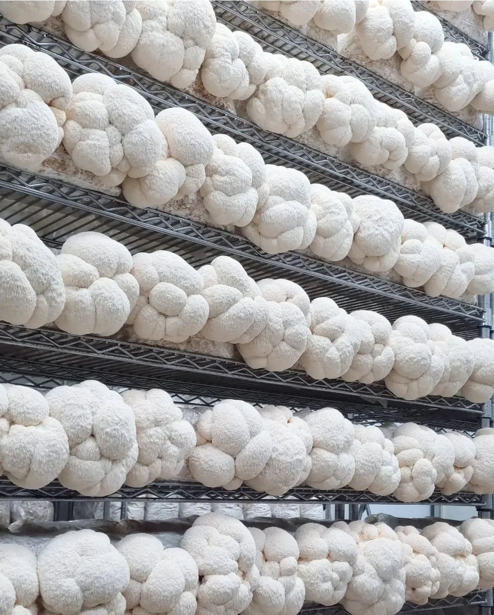 Mycro Lion's Mane – Plant Playground