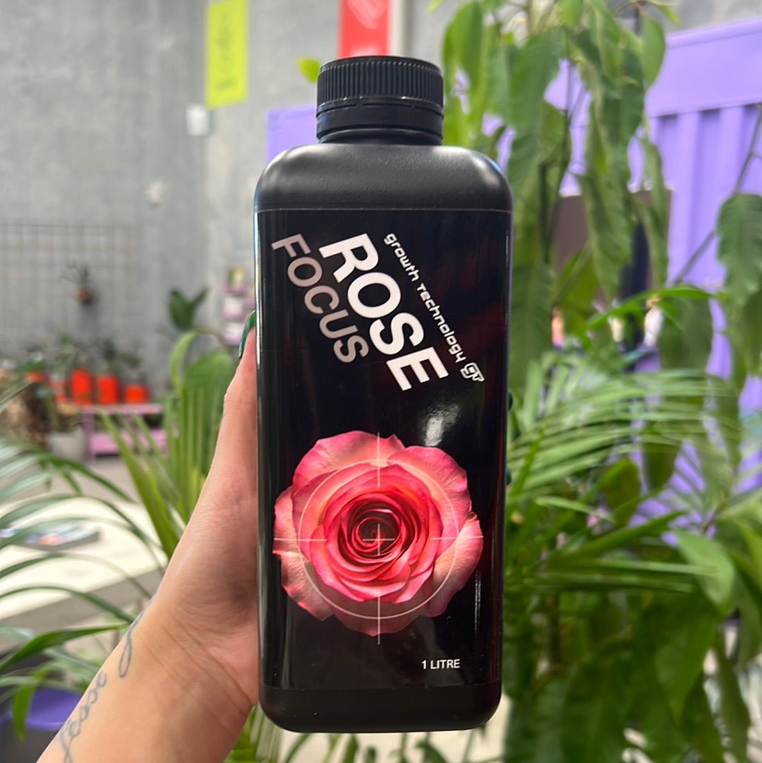 Rose Focus – Plant Playground