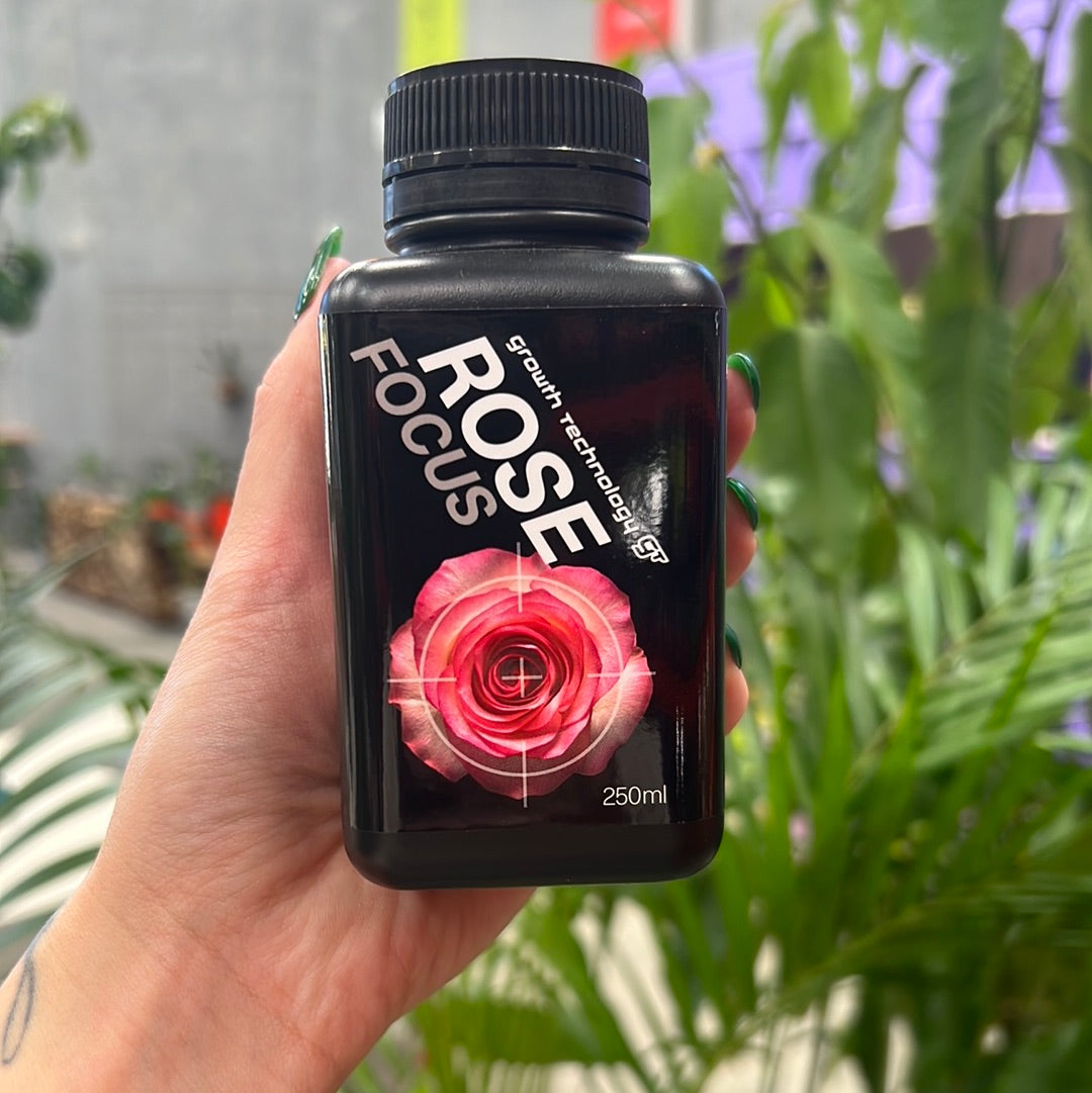 Rose Focus – Plant Playground